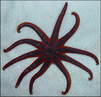 Genus Solaster